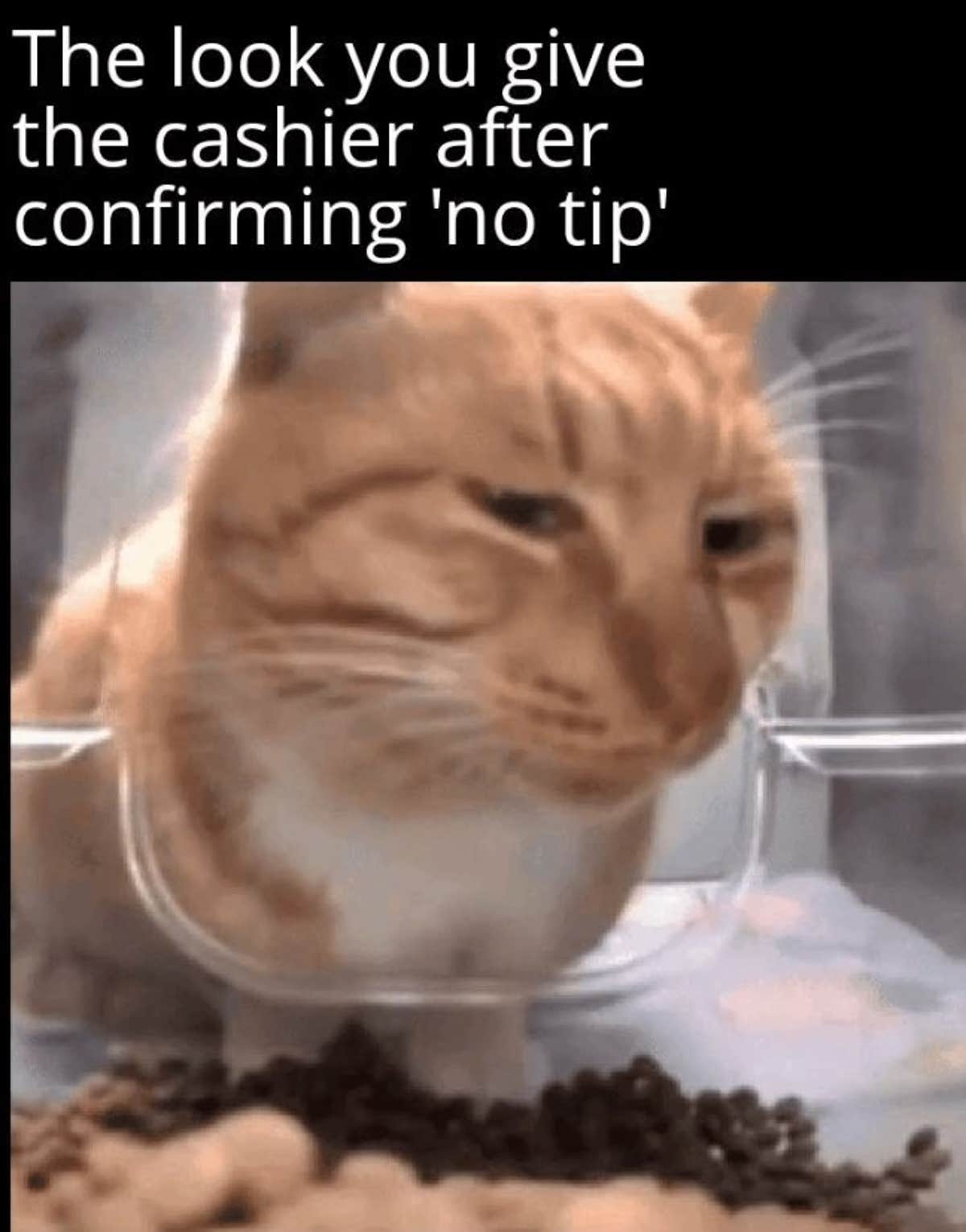 Side Eye Cat Meme, AKA Mr. Fresh