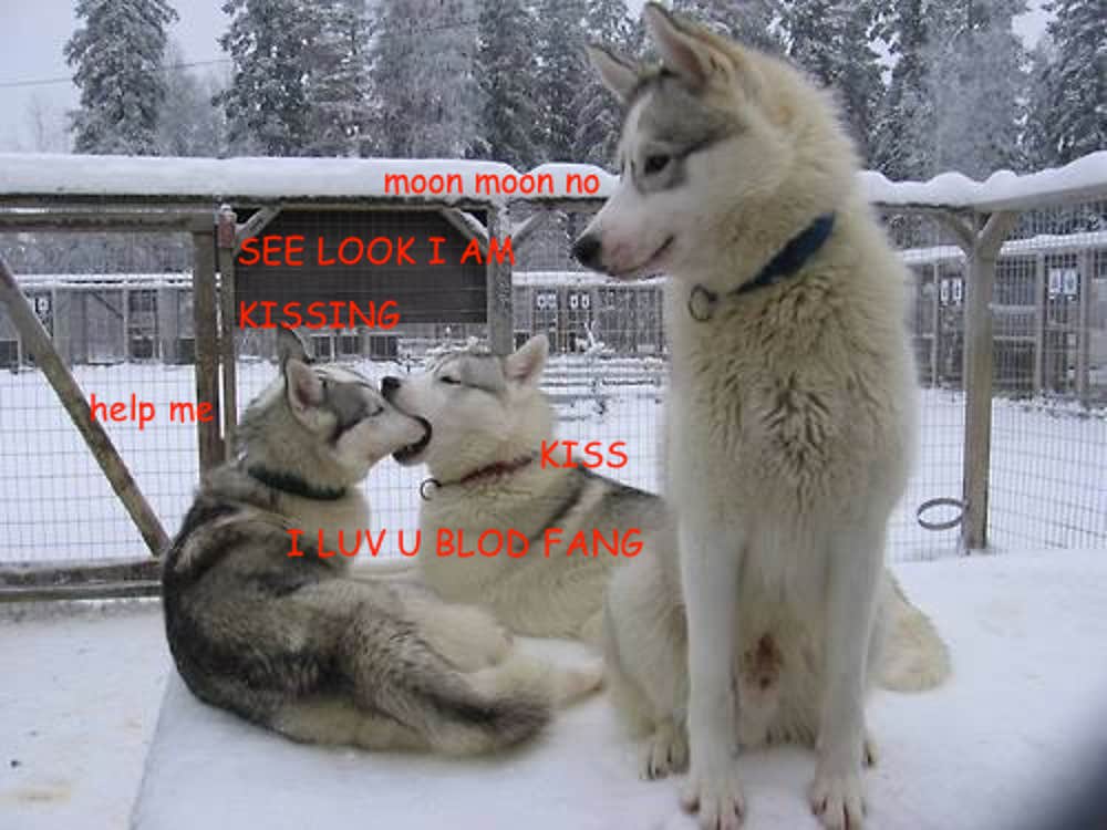 Meme History: Moon Moon