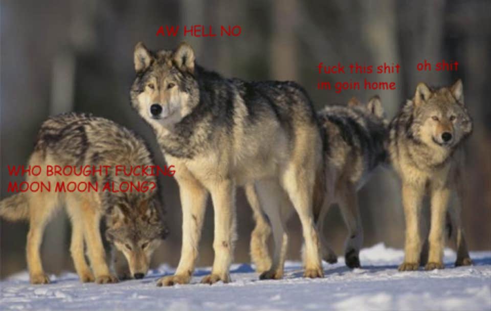 Meme History: Moon Moon