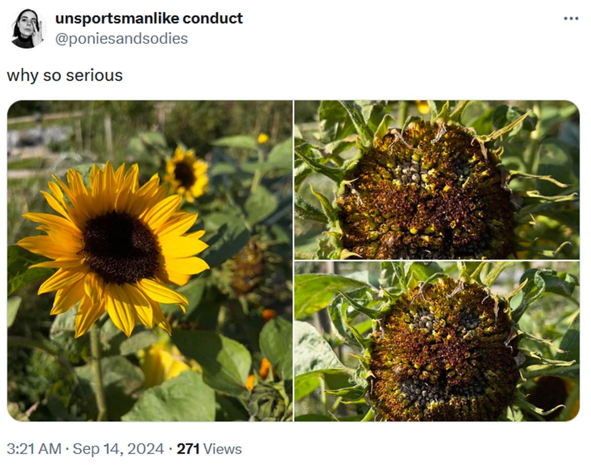 Why So Serious? Meme