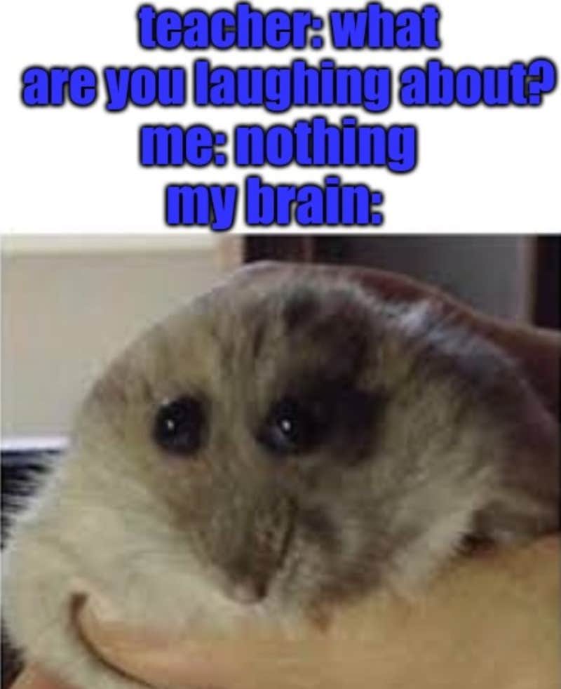 The Rise Of The Hampter Meme