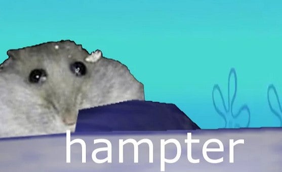The Rise Of The Hampter Meme The Rise Of The Hampter Meme