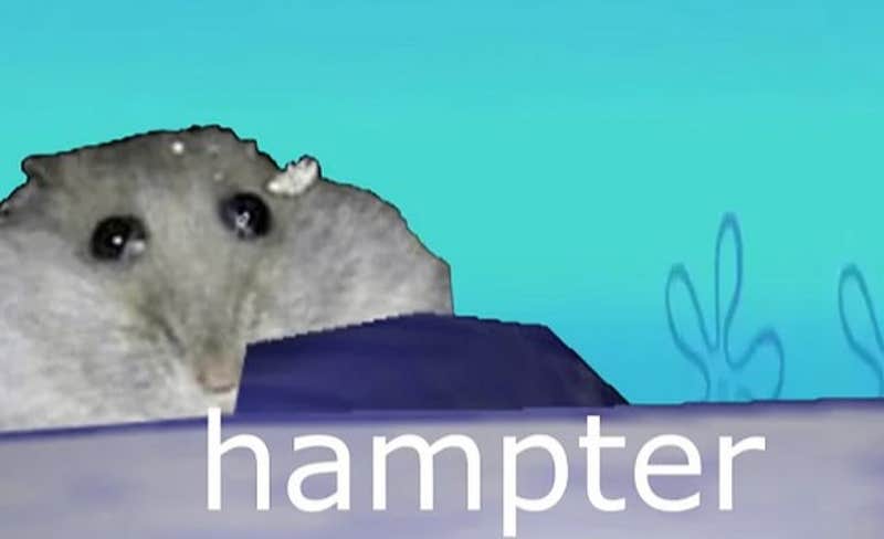 The Rise Of The Hampter Meme