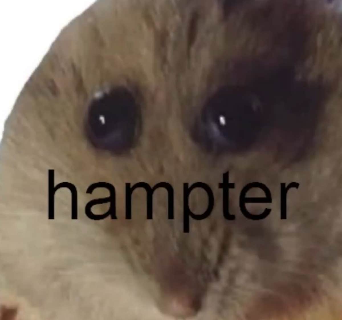 The Rise Of The Hampter Meme
