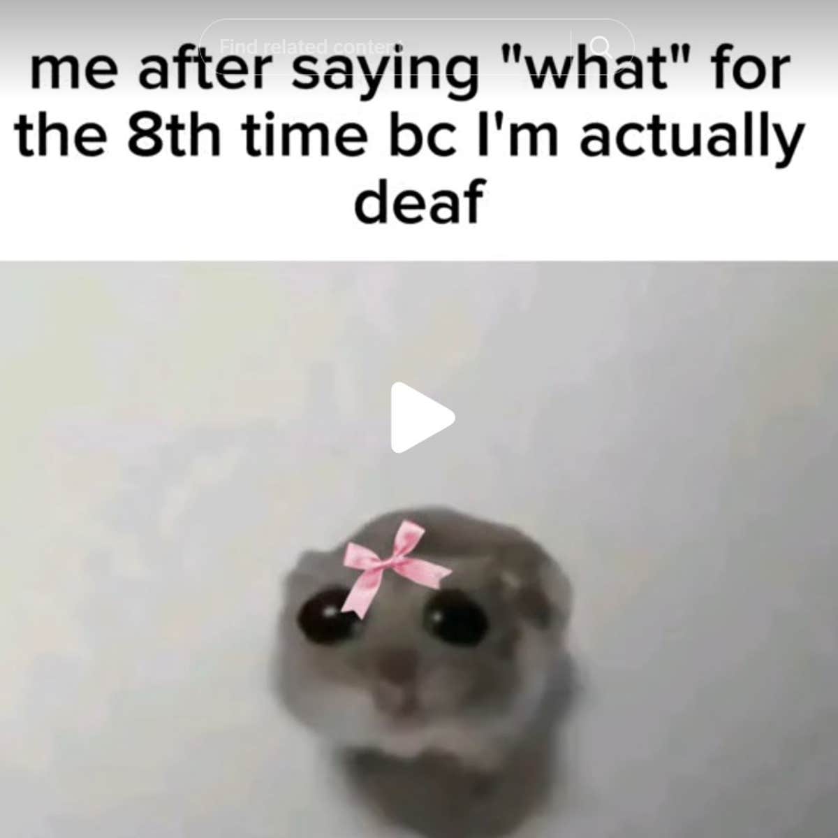 The Rise Of The Hampter Meme