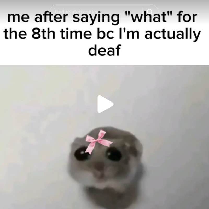 The Rise Of The Hampter Meme