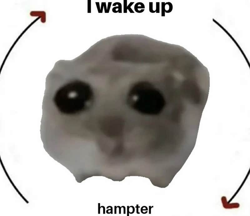 The Rise Of The Hampter Meme