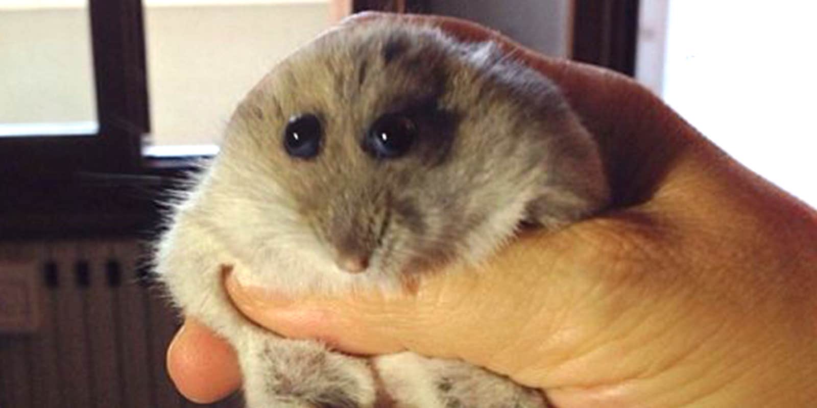 The Rise Of The Hampter Meme The Rise Of The Hampter Meme