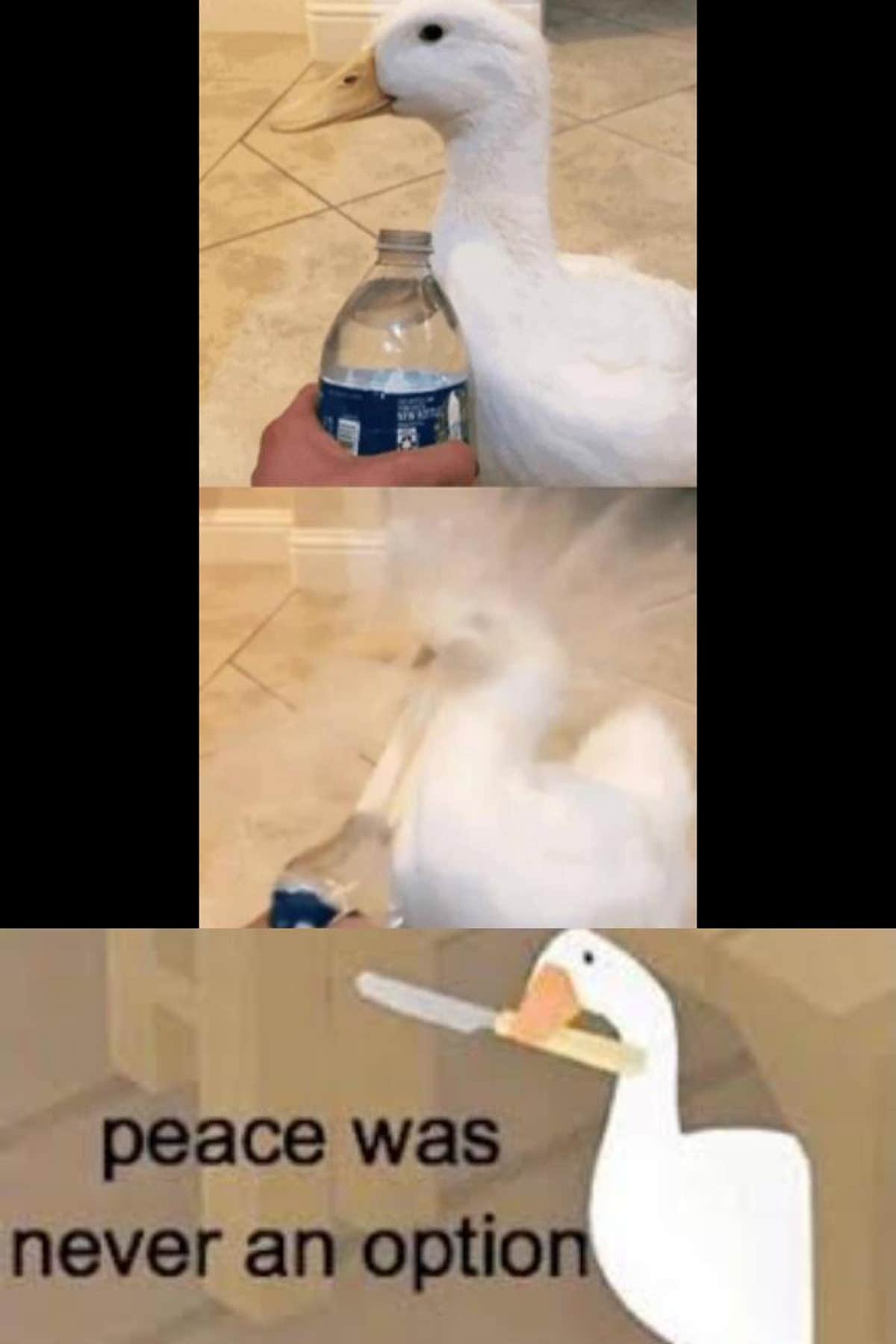 'Peace Was Never An Option' AKA Peace Goose Meme: Origins