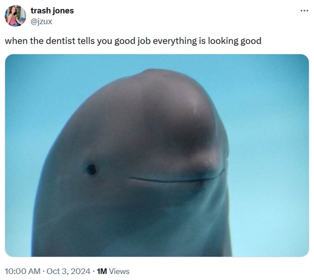 The Smiling Dolphin Meme Is Actually A Porpoise And He's Tired