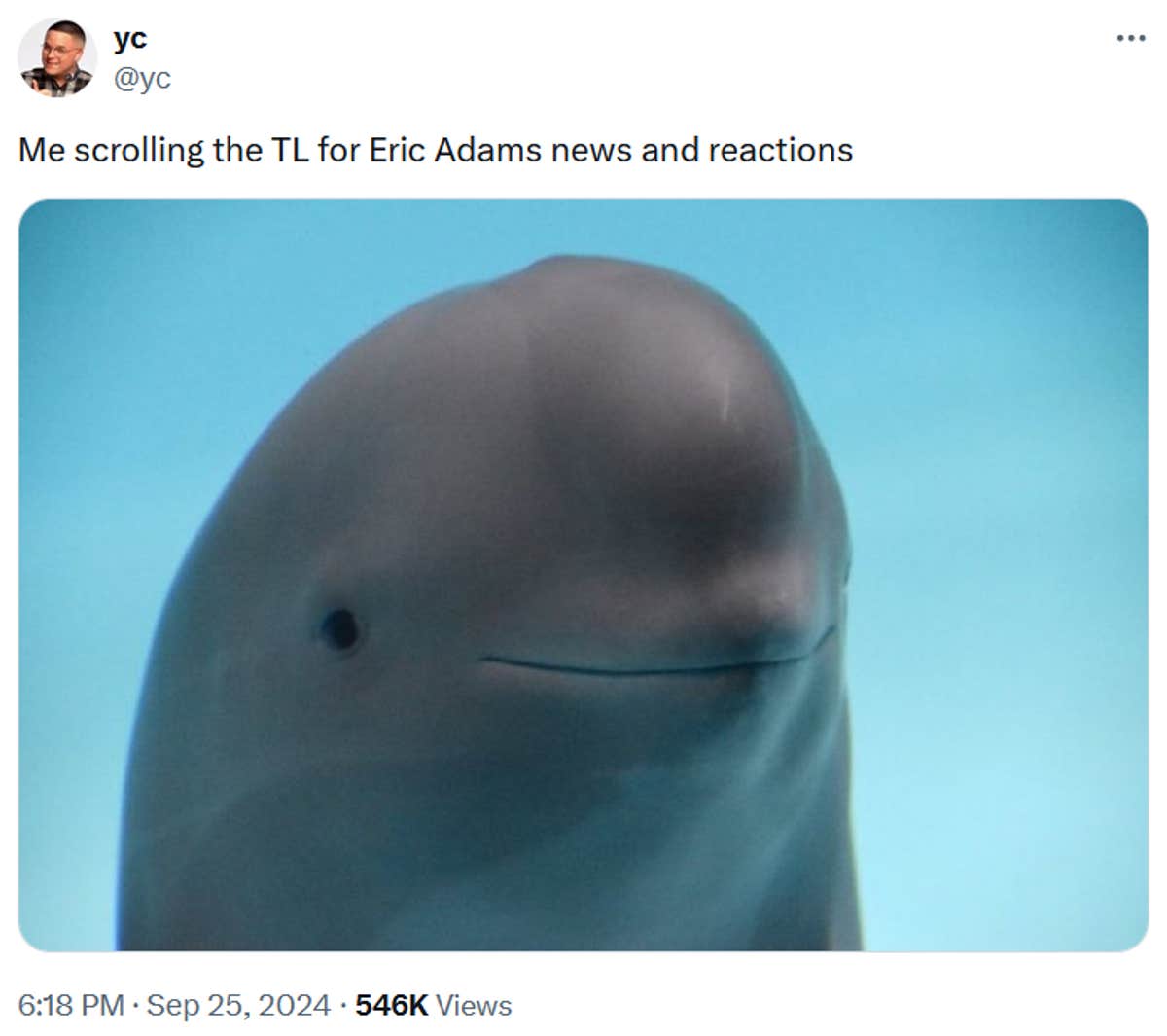 The Smiling Dolphin Meme Is Actually A Porpoise And He's Tired