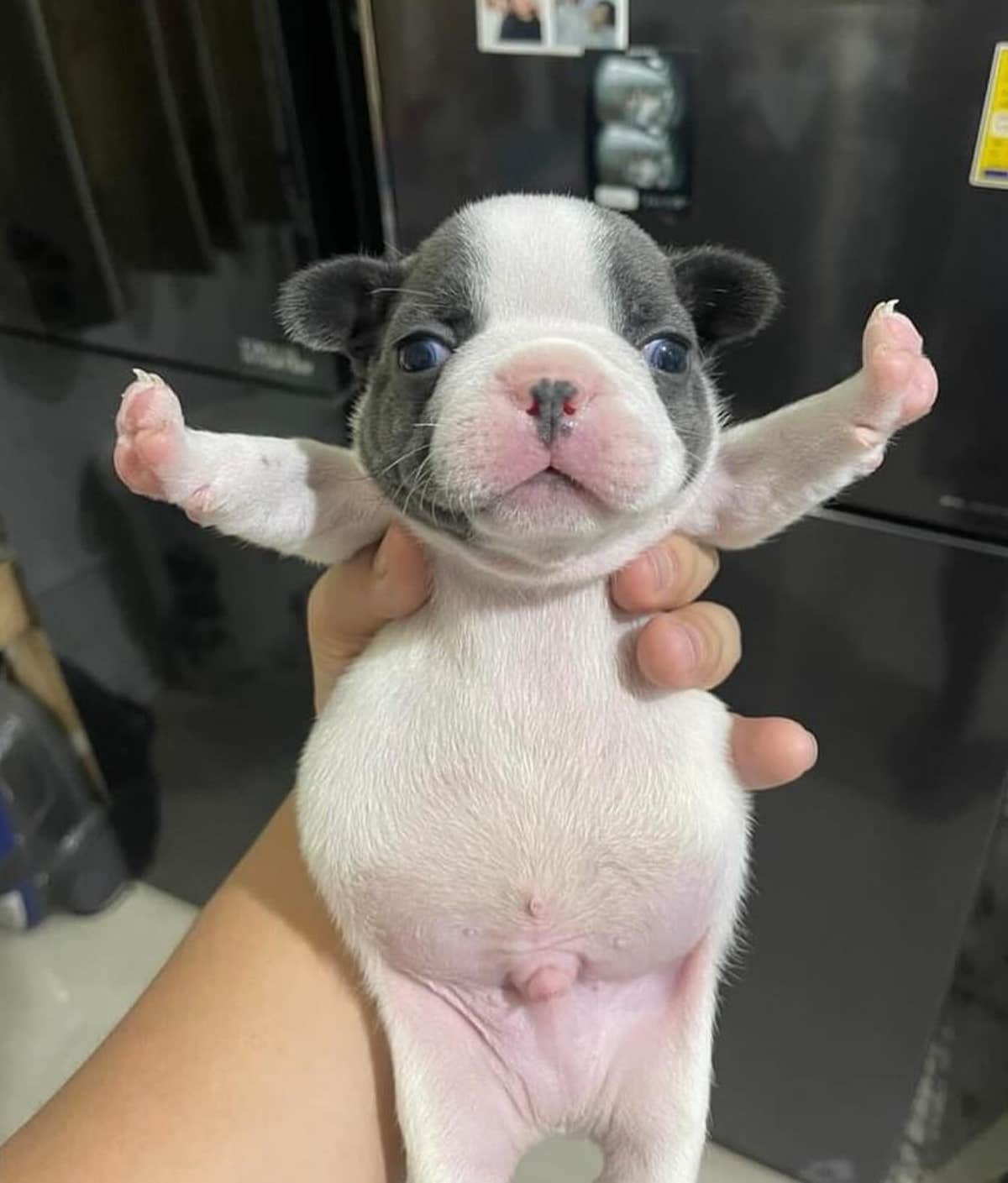 Stop Fighting Dog Meme: The Enduring Appeal Of T-Pose Puppy