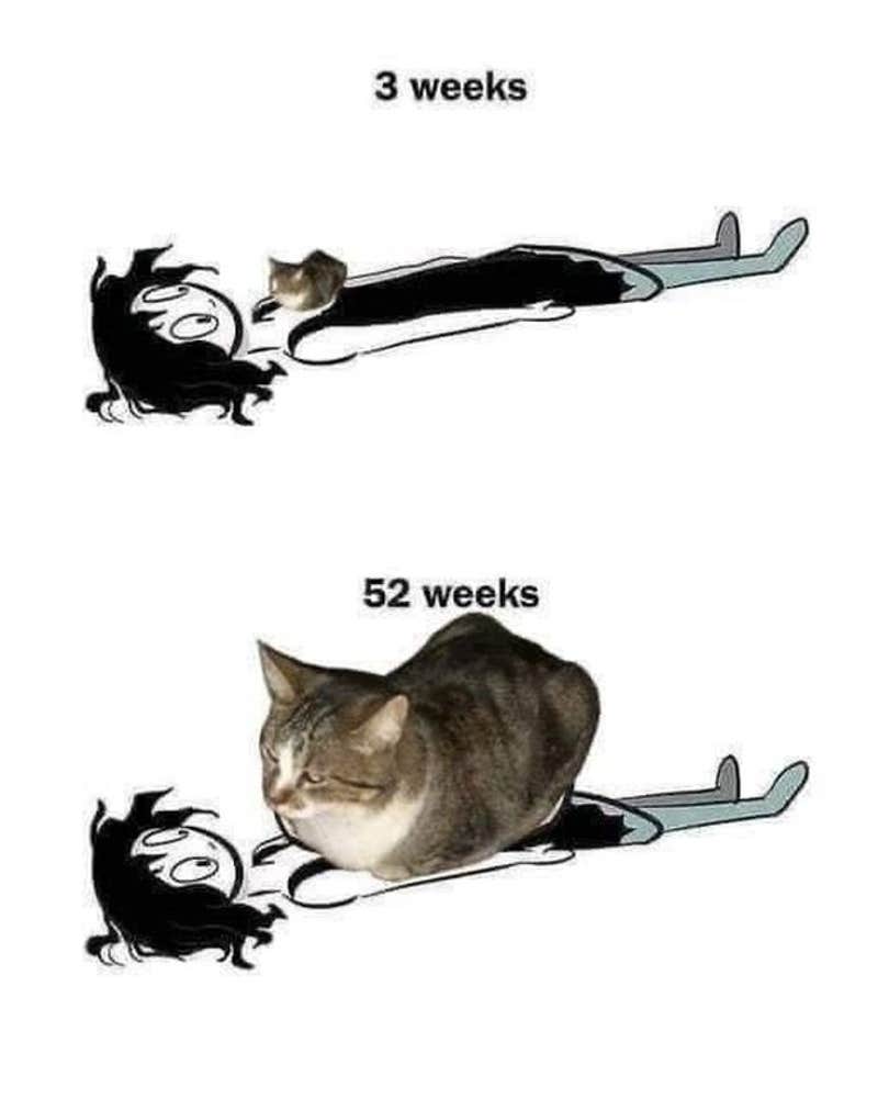 60 Of The Funniest Cat Memes On The Internet