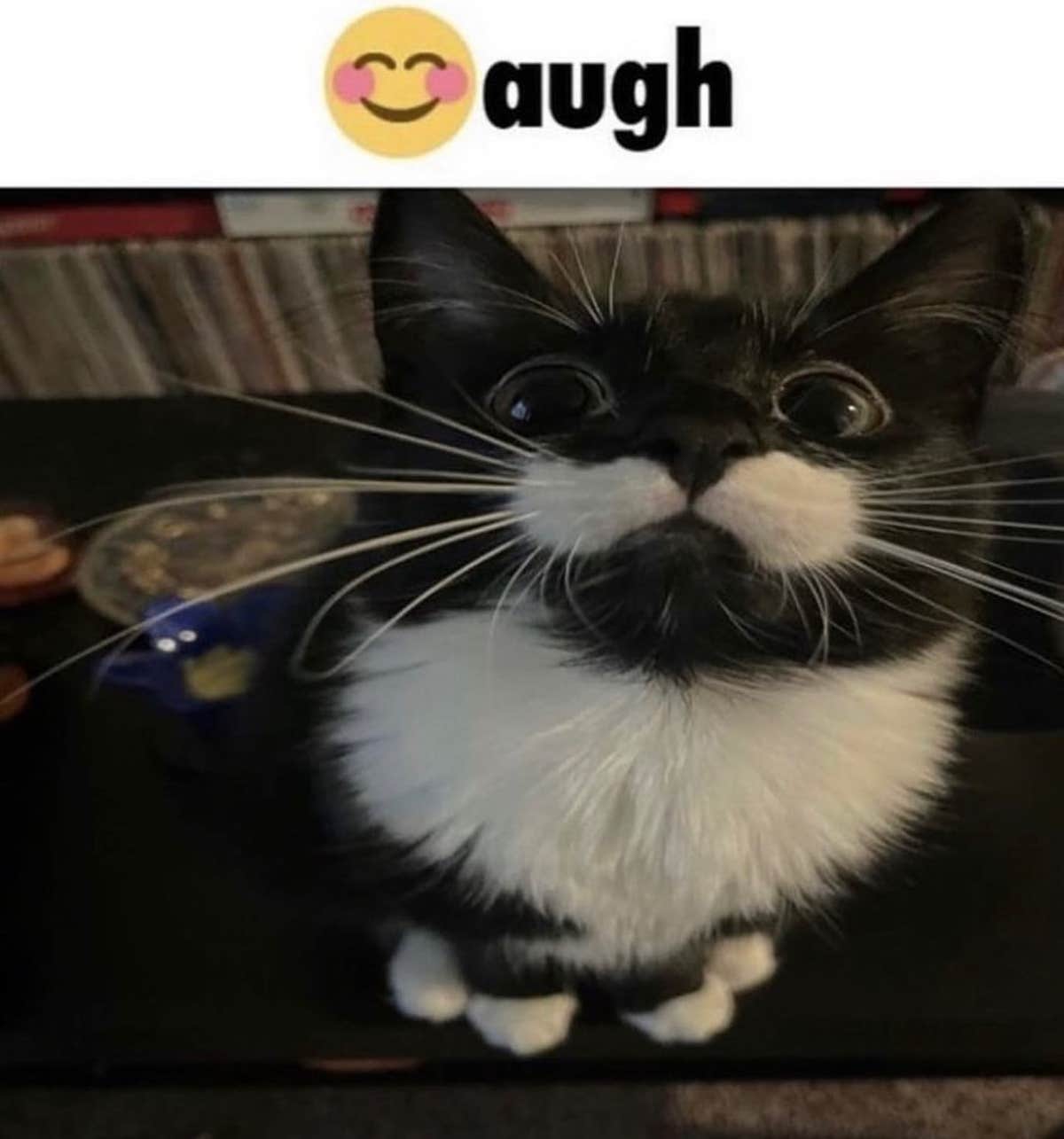 60 Of The Funniest Cat Memes On The Internet