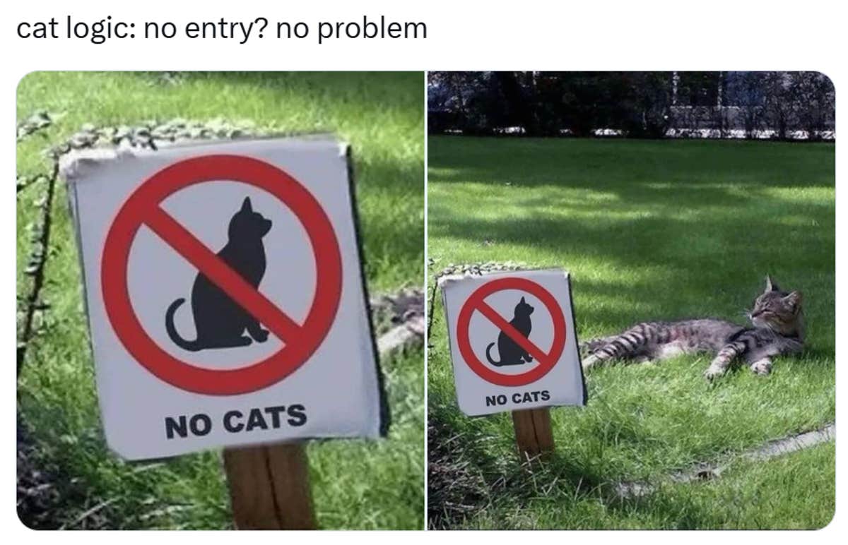 60 Of The Funniest Cat Memes On The Internet