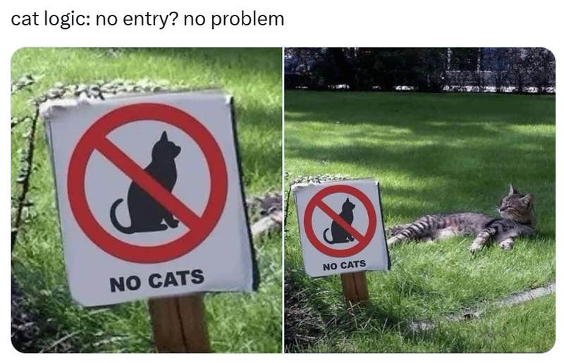 60 Of The Funniest Cat Memes On The Internet