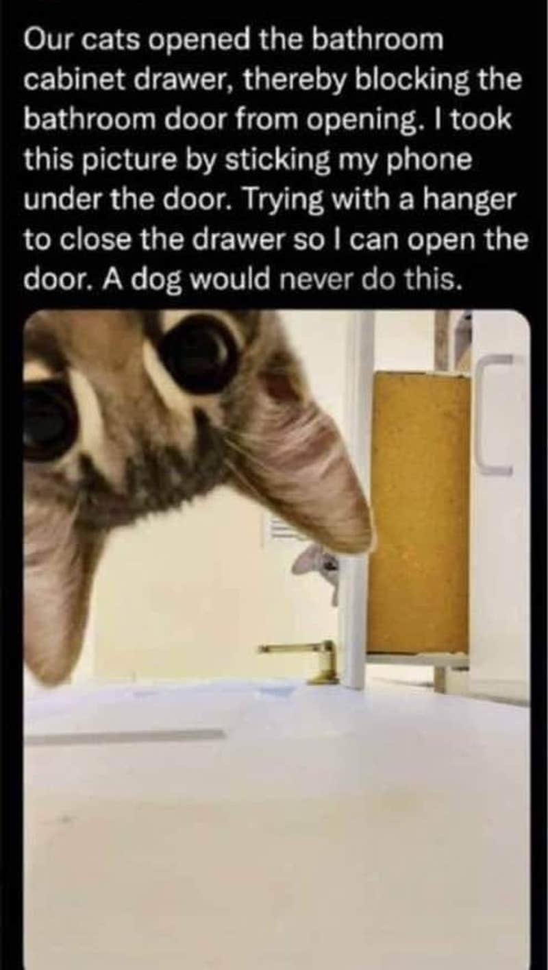 60 Of The Funniest Cat Memes On The Internet