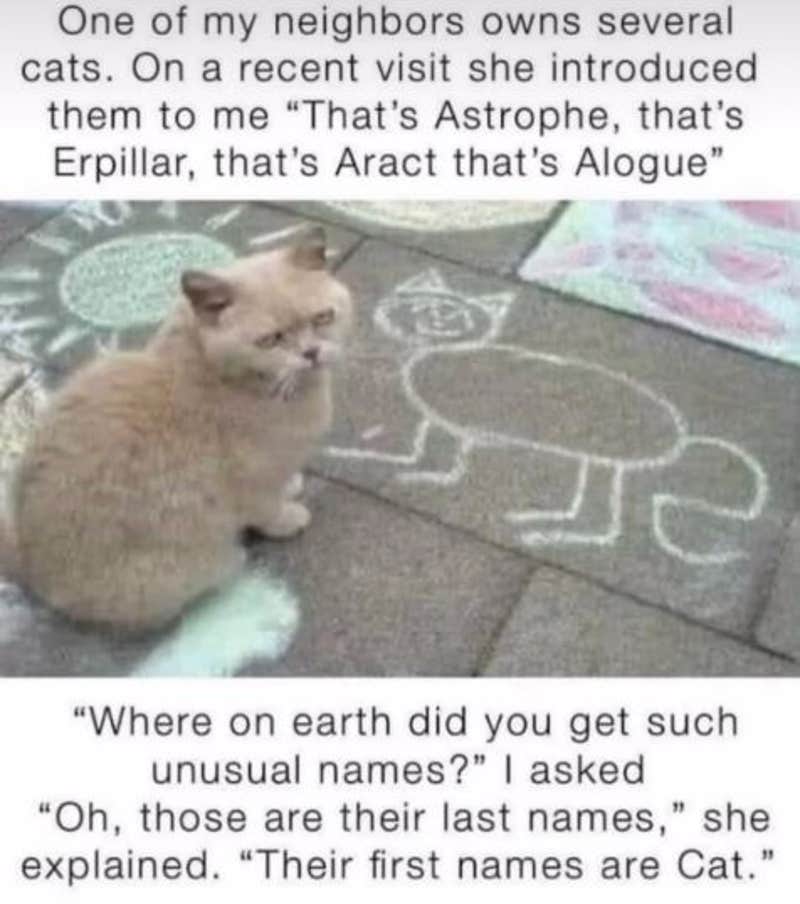 60 Of The Funniest Cat Memes On The Internet