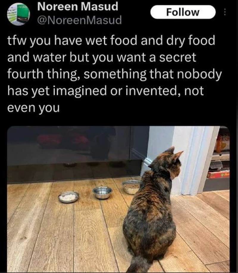 60 Of The Funniest Cat Memes On The Internet