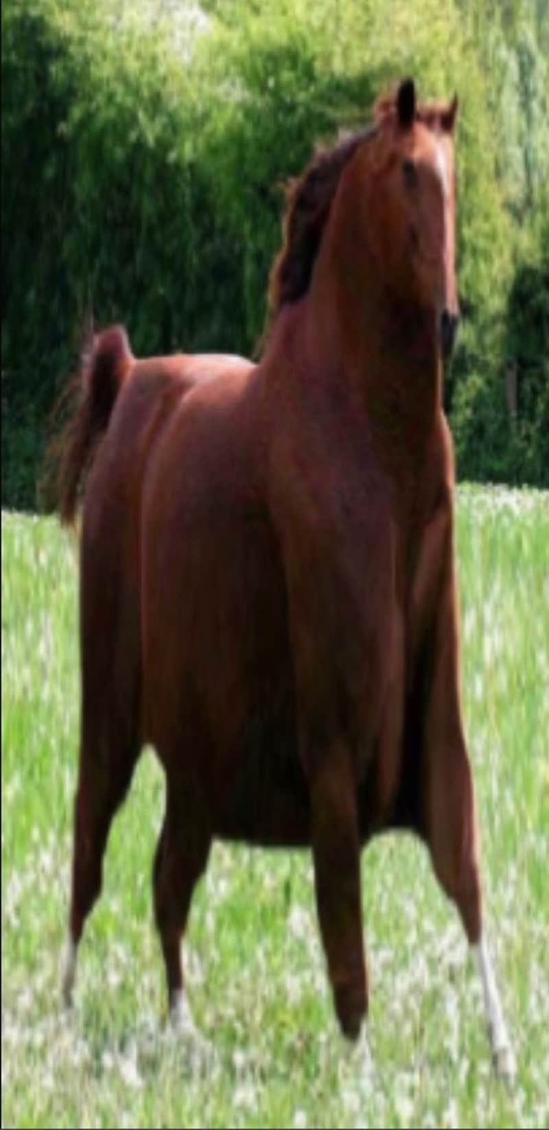 Honse: The Horse Meme With Chunky Proportions