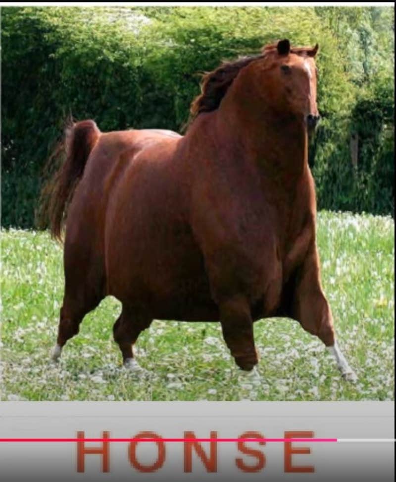 Honse: The Horse Meme With Chunky Proportions