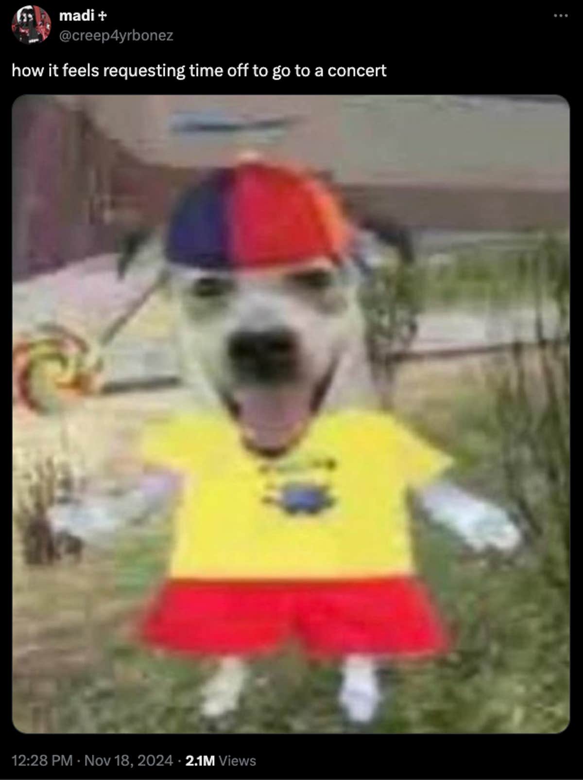 Silly Dog In A Propeller Hat Meme Origins, History, & Examples