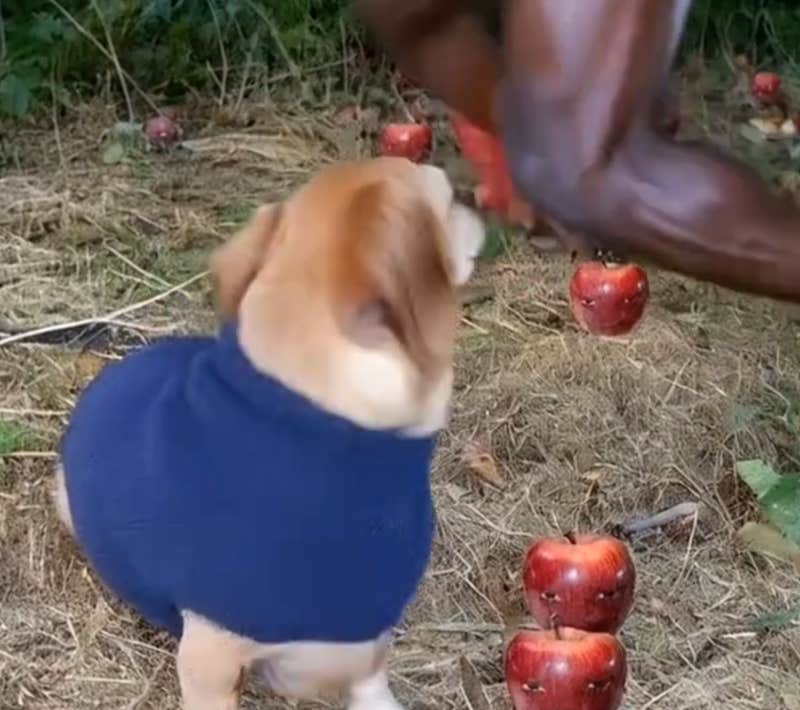 What's Up With The Dog With Apple Meme And Apple Dog AI Videos?