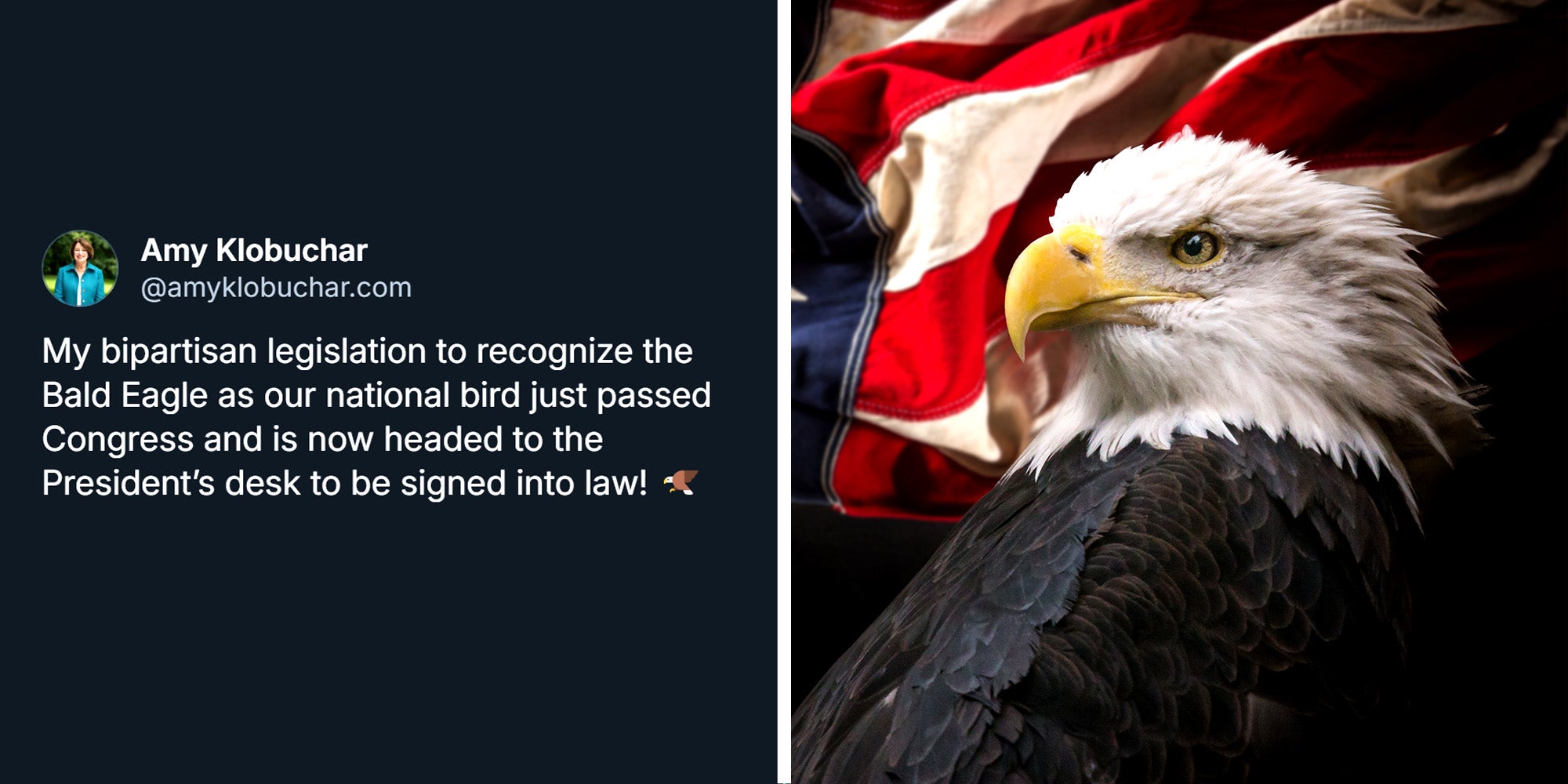 Americans Blast Congress For Prioritizing Bill To Make Bald Eagle The ...