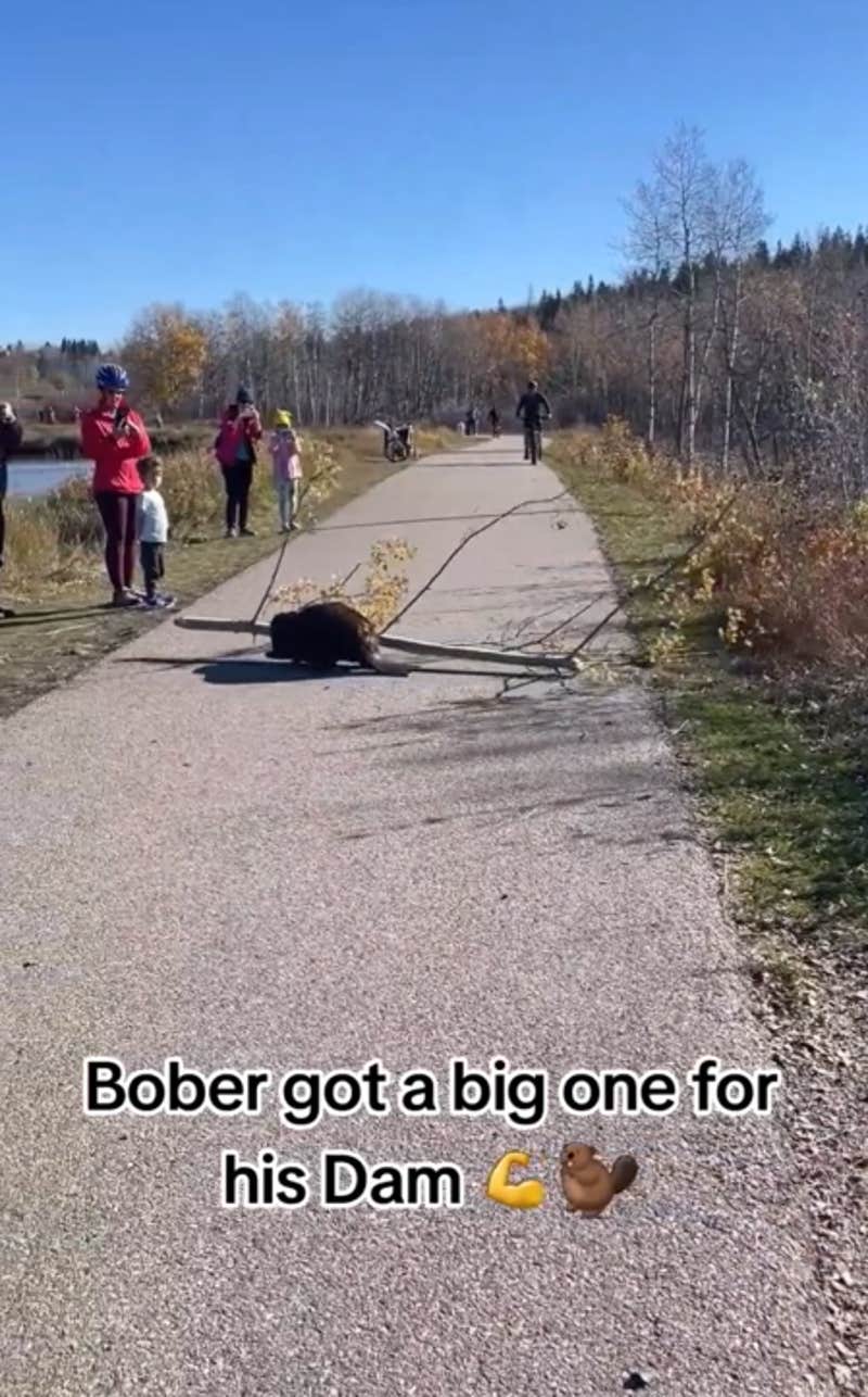 Explaining 'Bobr Kurwa' / 'Kurwa Bobr', The Polish Beaver Meme