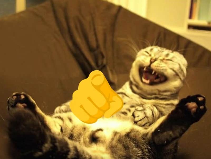 The Cat Laughing And Pointing Meme: A Perfect Reaction