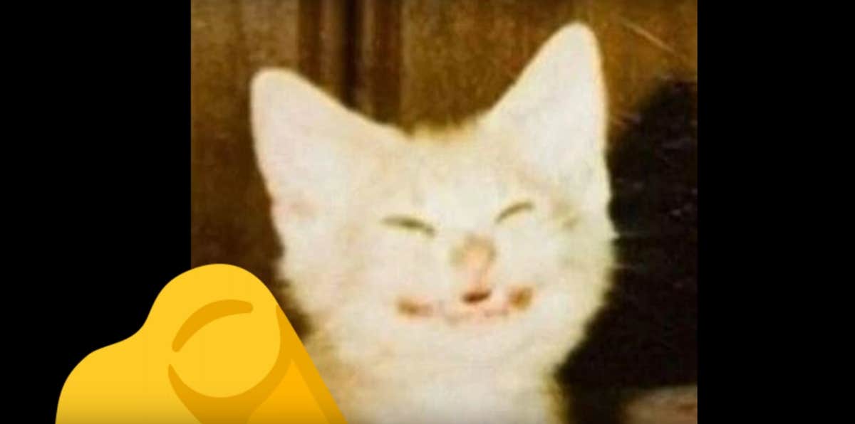 The Cat Laughing And Pointing Meme: A Perfect Reaction