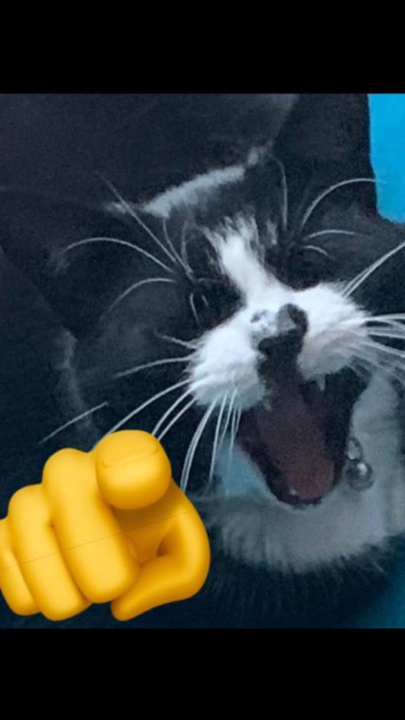 The Cat Laughing And Pointing Meme: A Perfect Reaction