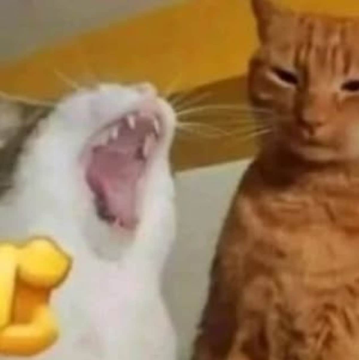 The Cat Laughing And Pointing Meme: A Perfect Reaction
