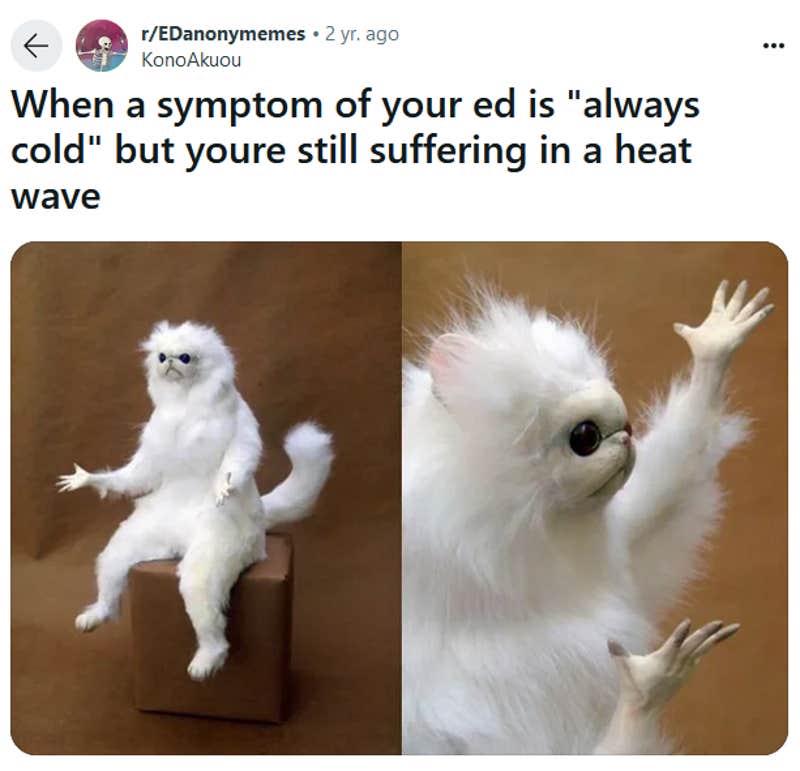 The Dramatic Origins Of The Persian Cat Room Guardian Meme