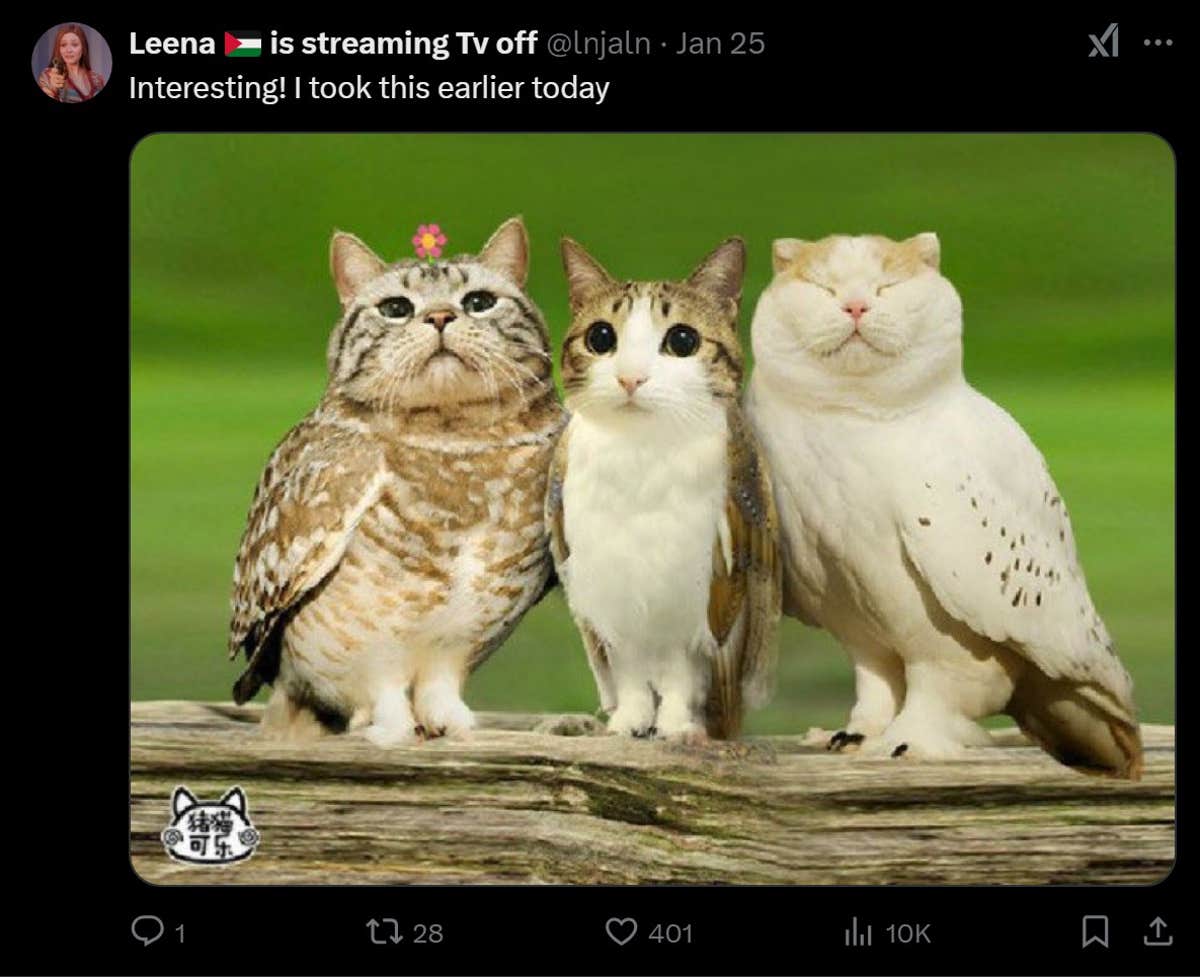 What is the 'Hello I am A Wildlife Photographer' meme?