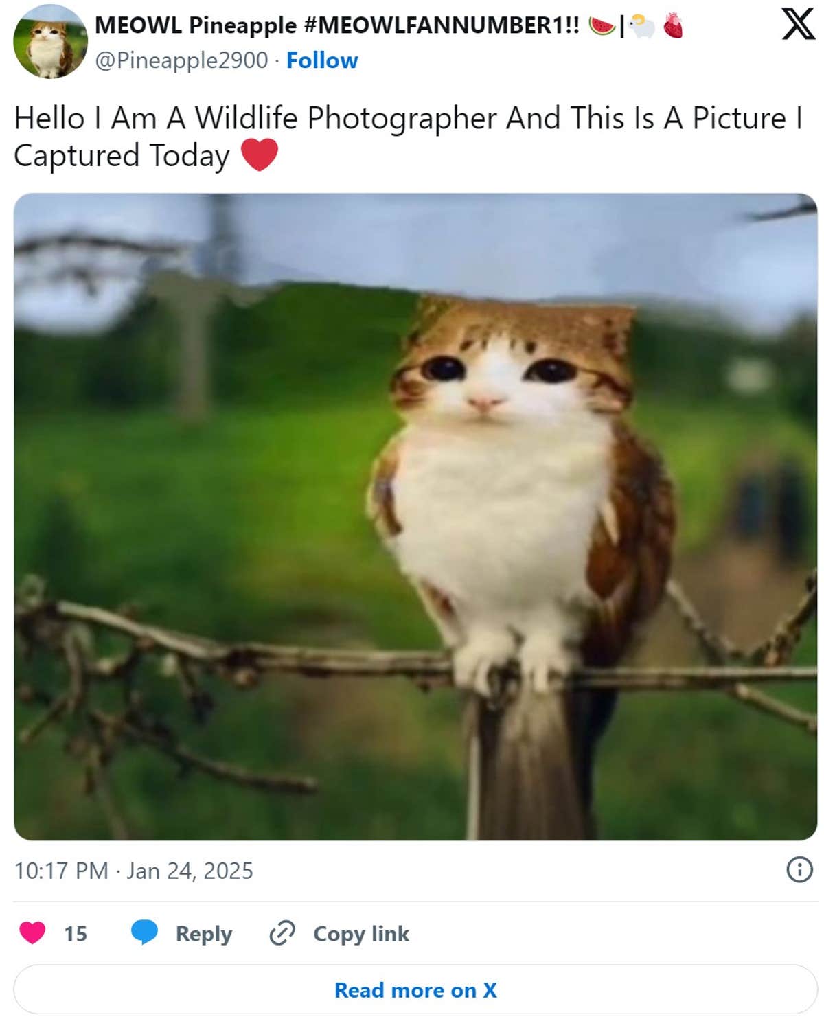What is the 'Hello I am A Wildlife Photographer' meme?