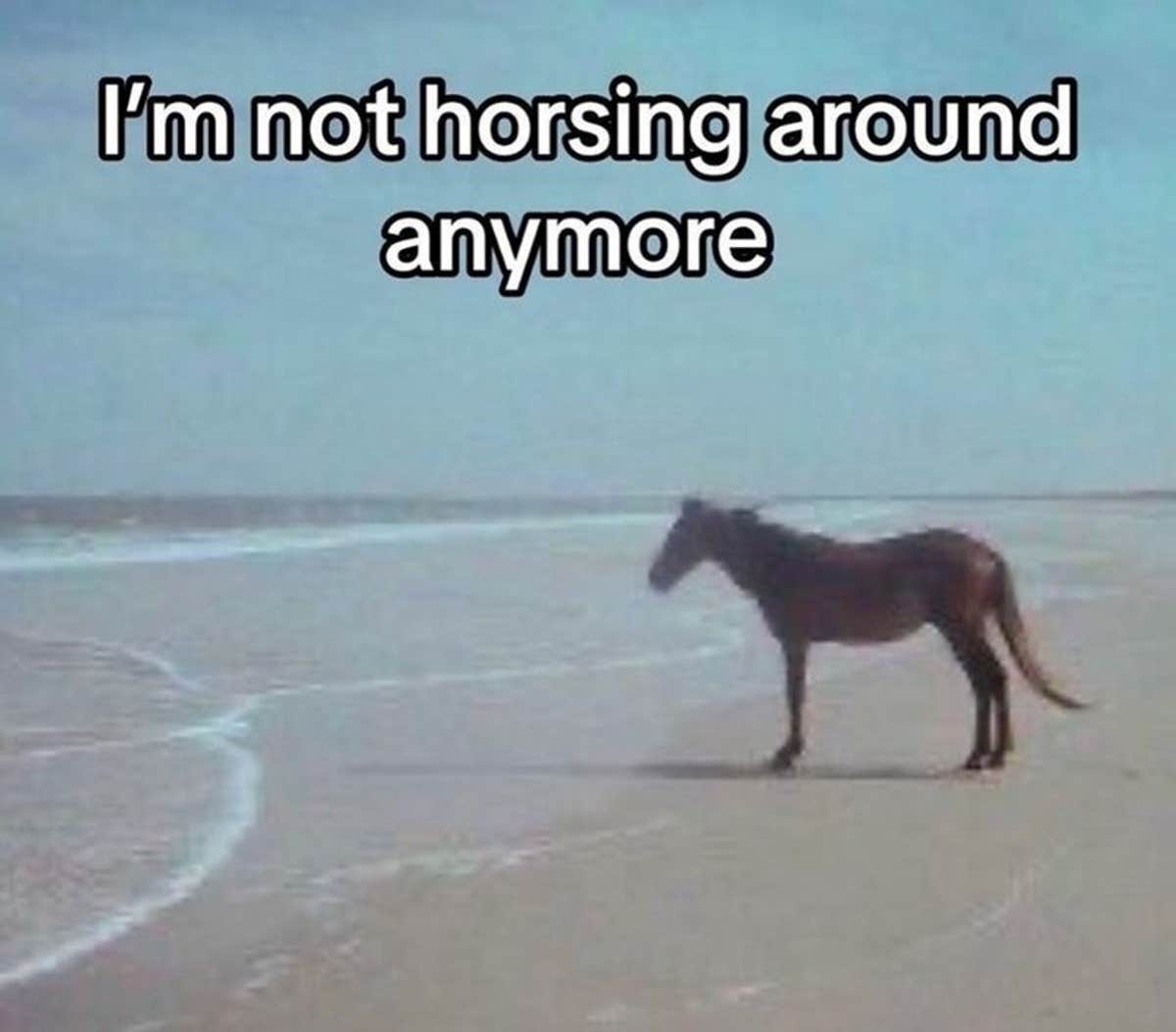 The Man Horse Meme: part man, part horse, all meme