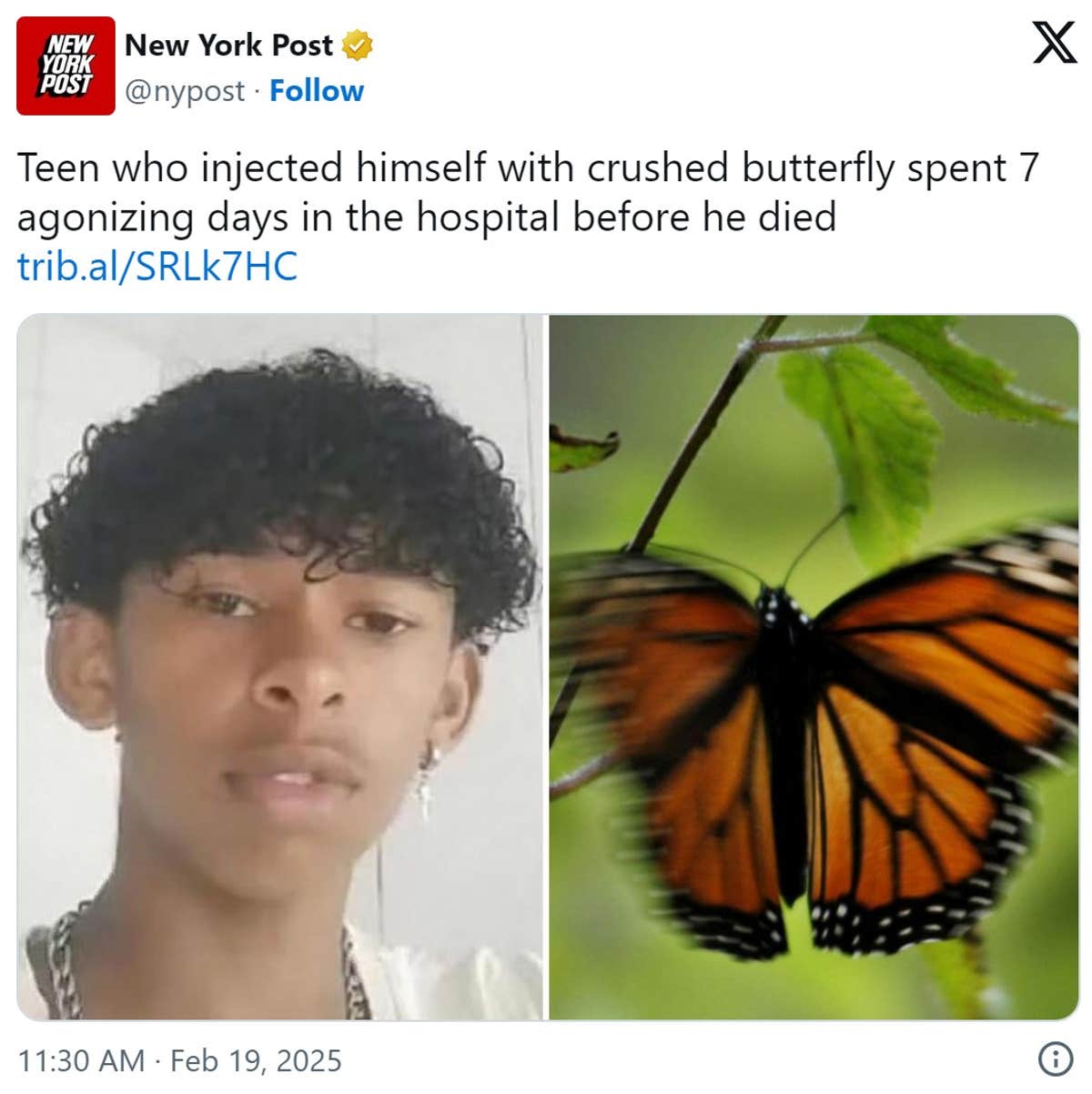 The Crushed Butterfly Death Meme, Explained