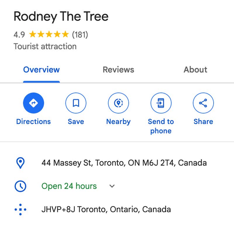 Toronto's most beloved tourist attraction? A random tree named Rodney ...