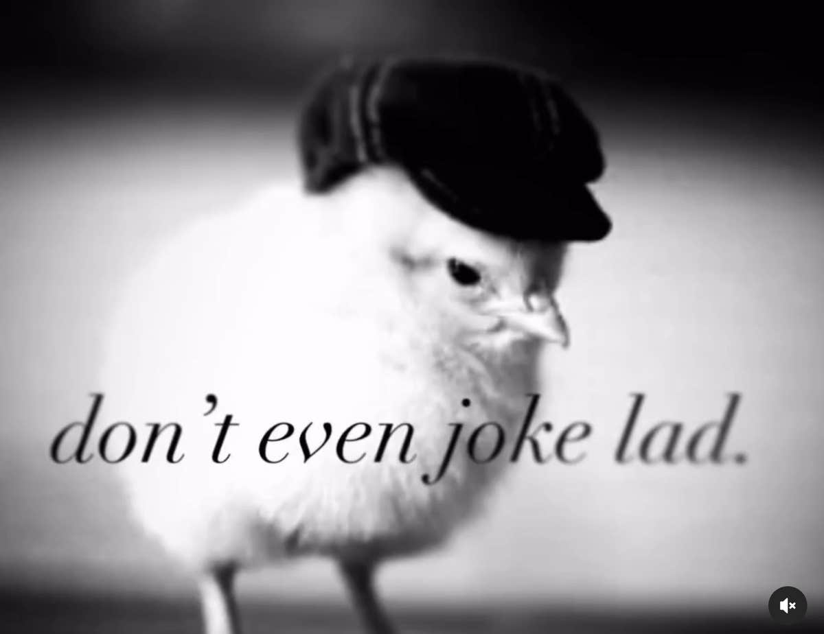 Don't Even Joke Lad: How A Fandom Meme Escaped Containment