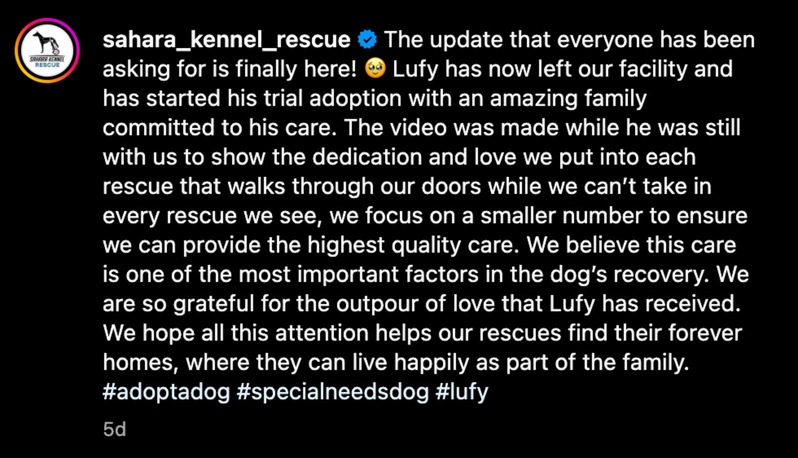 Meet Lufy, the Bichon Frise rescue the internet would die for