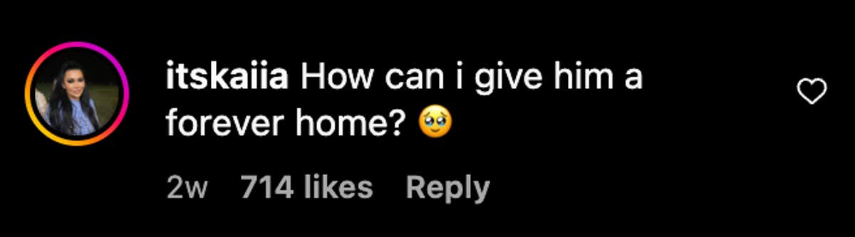 Meet Lufy, the Bichon Frise rescue the internet would die for