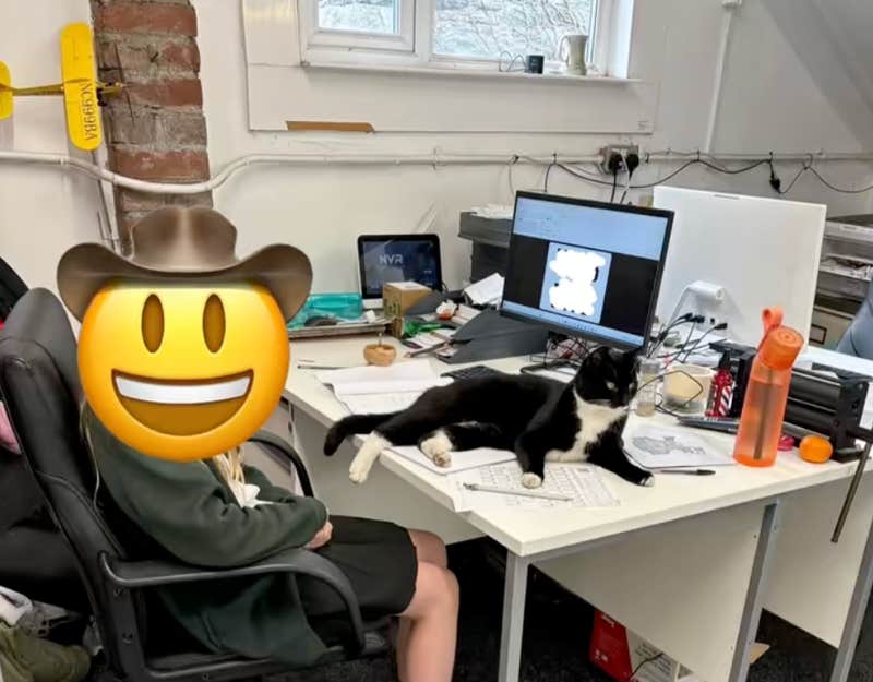 Mischief the cat has the entire city of Plymouth tracking his every move
