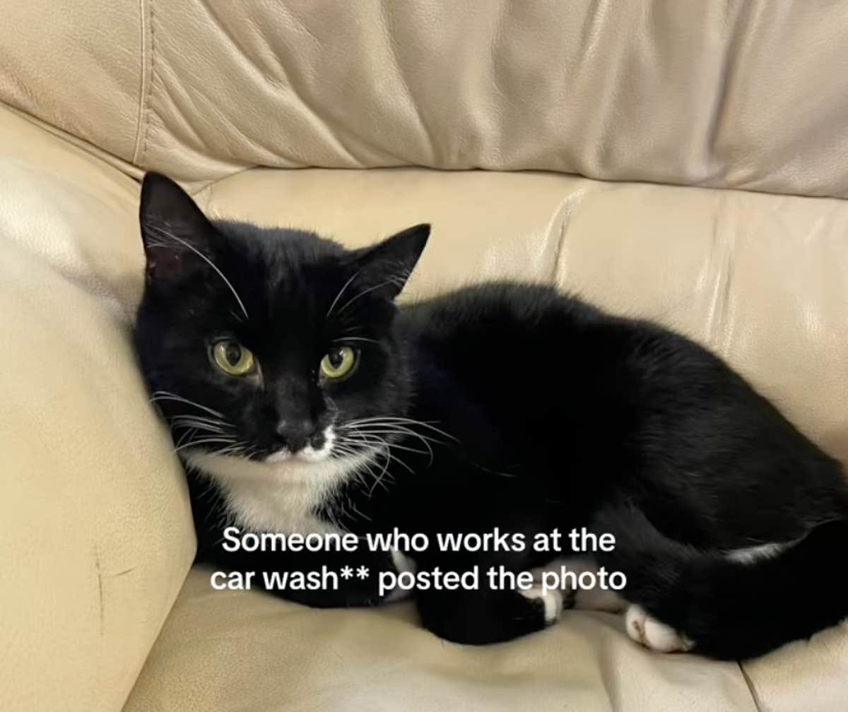 Mischief the cat has the entire city of Plymouth tracking his every move