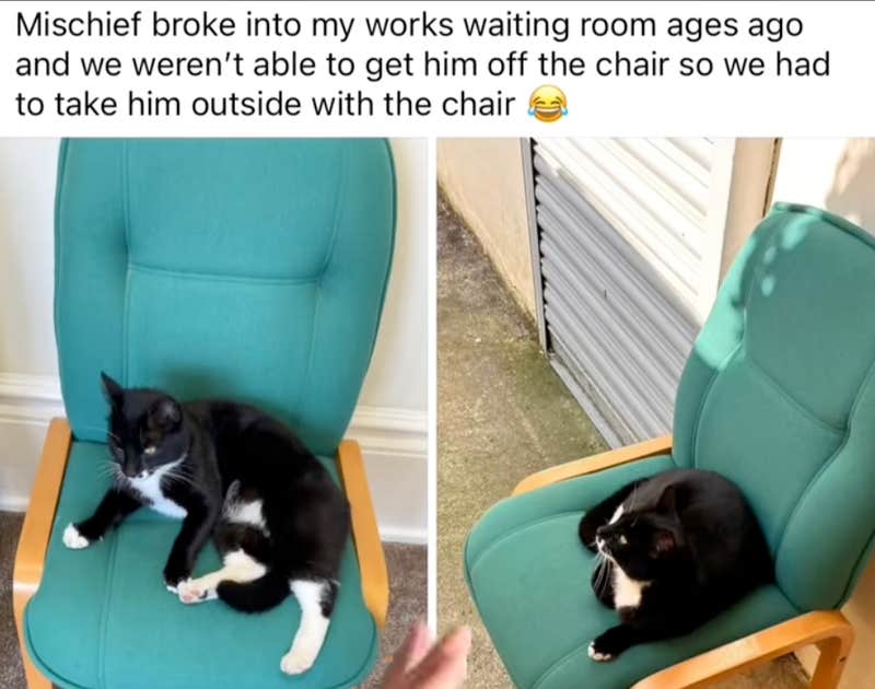 Mischief the cat has the entire city of Plymouth tracking his every move