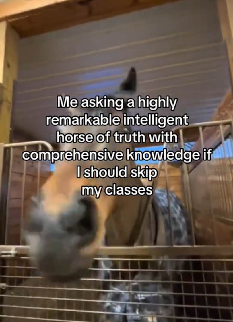 The Björk horse meme is no longer a joke. It's a lifestyle, a prophecy