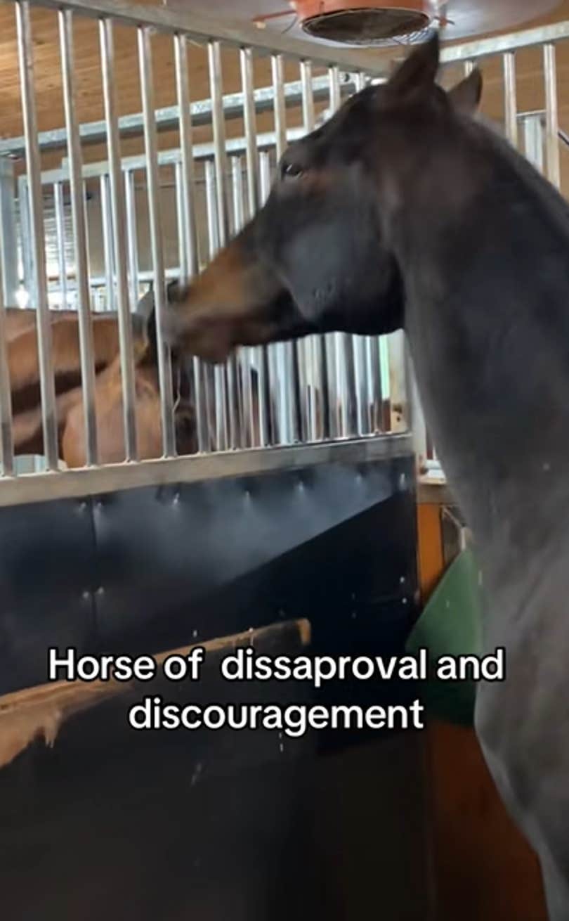 The Björk horse meme is no longer a joke. It's a lifestyle, a prophecy