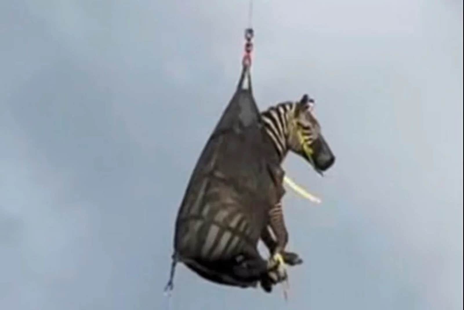 Ed the zebra escapes, gets airlifted like a Disney character, and becomes a meme