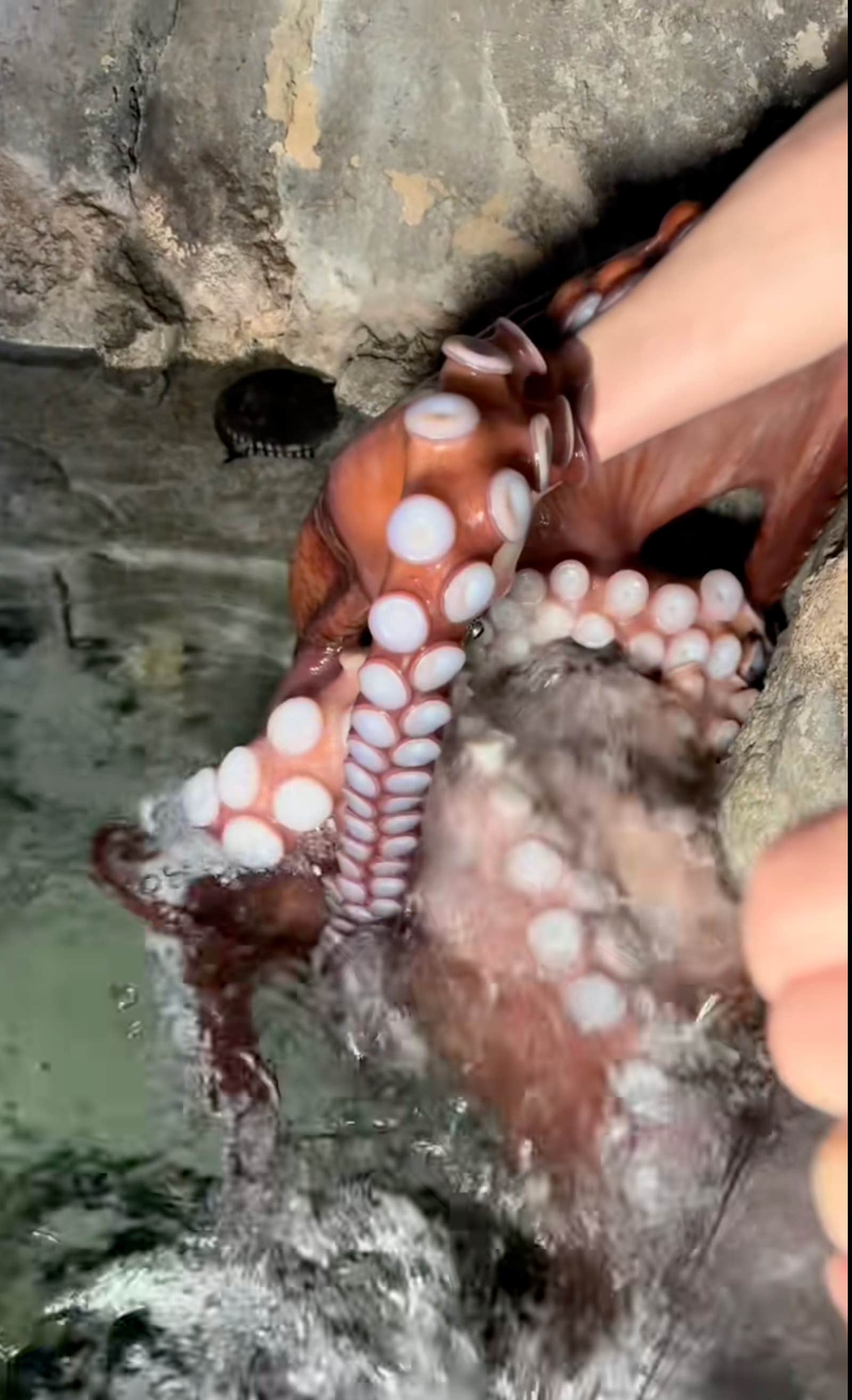 San Antonio aquarium lets guests touch giant octopus. Is it safe?