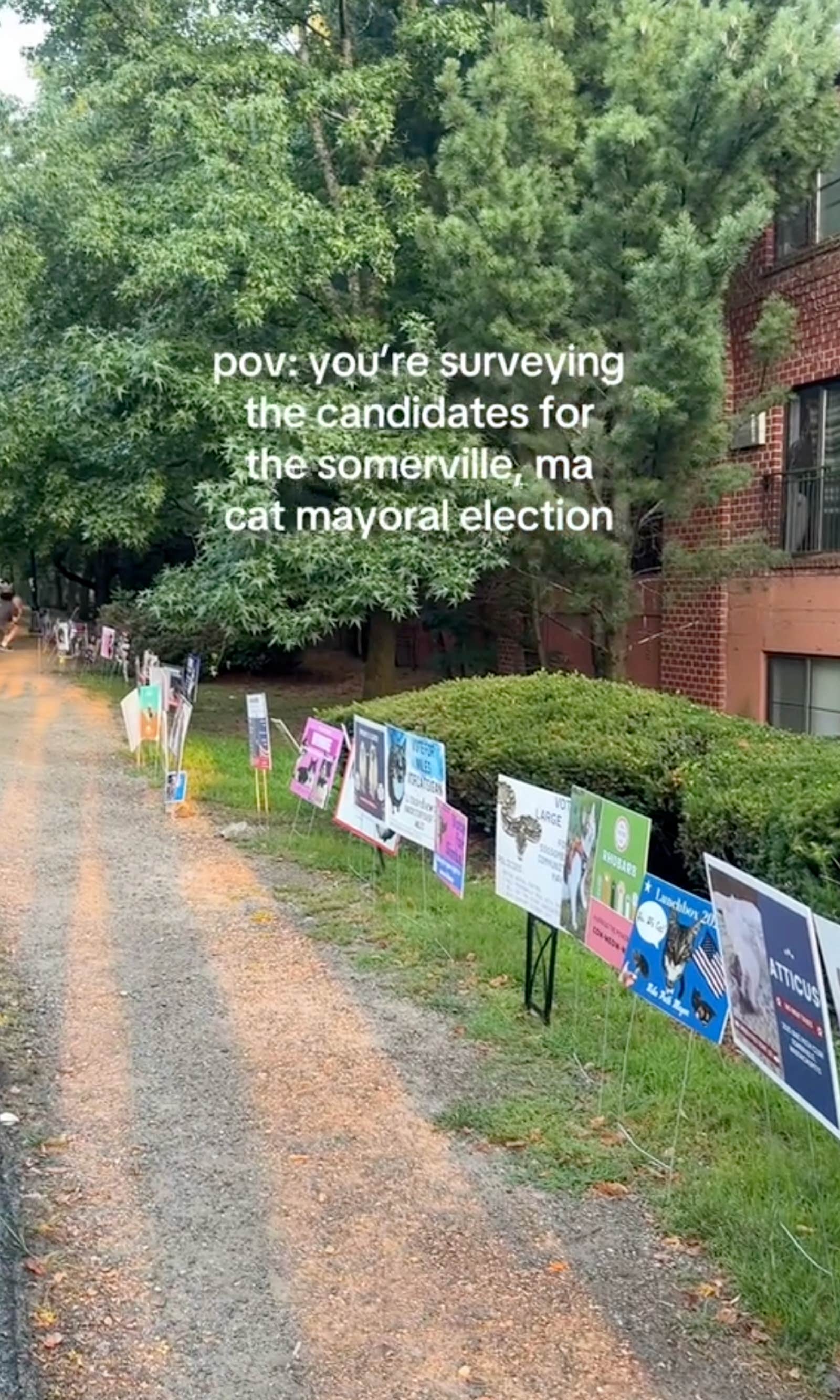 Cat Mayoral Race in Somerville, Mass Has Internet Thrilled